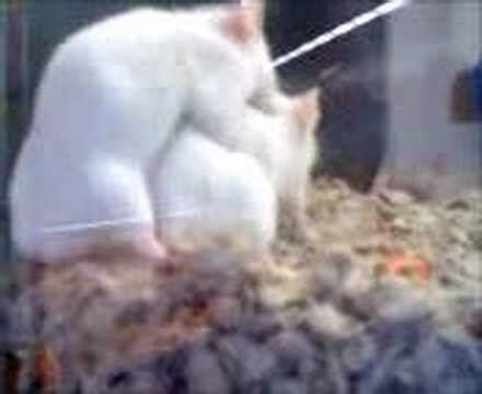 Mouse Sex YouTube