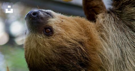 나무에 매달린 갈색과 흰색 나무늘보 사진 Unsplash의 무료 스페인어 이미지