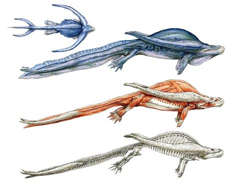 717 Best Speculative Images On Pholder Speculative Evolution