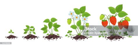 딸기 식물 성장 단계 프라가리아 개발 애니메이션 진행을 수확합니다 베리 숙성 기간 벡터 인포그래픽 벡터에 대한 스톡 벡터 아트 및 기타 이미지 Istock