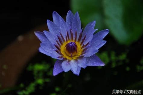 又到花開時 微雨過小荷開榴花開欲然華岩寺觀荷 每日頭條