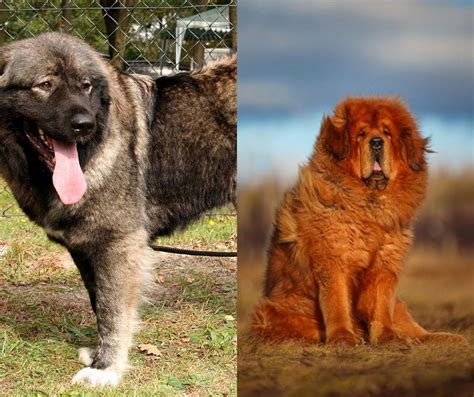 Caucasian Shepherd Vs Tibetan Mastiff Which Powerful Protector Is Better
