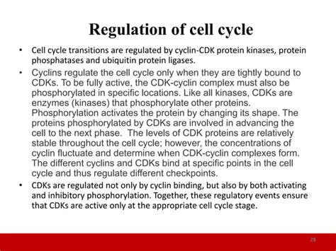 Cell Cycle And Regulation In Eukaryotes Ppt