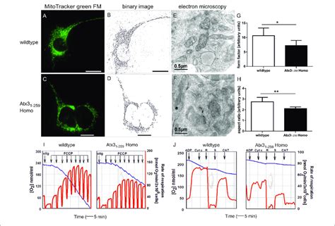 Fragmented Mitochondria With Disrupted Cristae Structure And Download Scientific Diagram