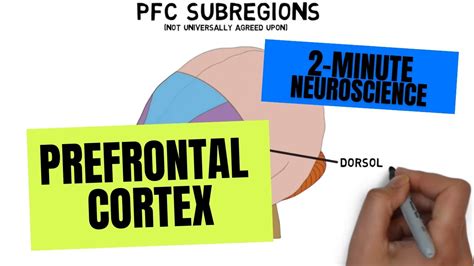 2 Minute Neuroscience Prefrontal Cortex Youtube