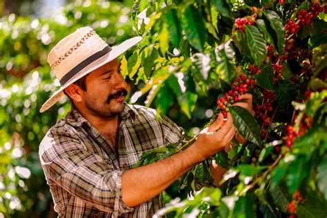 Prensa Francesa Guía Completa Para Preparar Tu Café Ideal