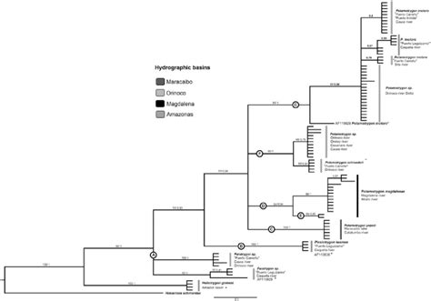 Bayesian Tree From Analysis Of Cytb Sequence Data Using Gtr G Download Scientific Diagram