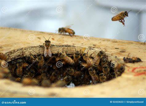 Honey Bees Swarming Stock Image Image Of Detail Bees 52433633
