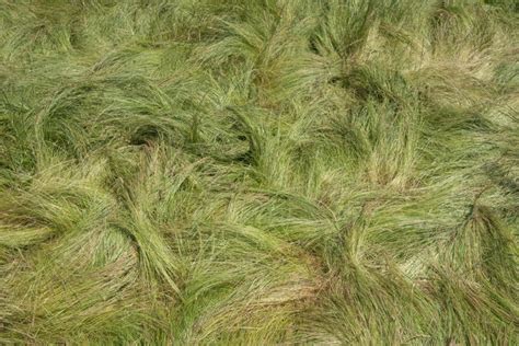 Wall Mural Field Of Windswept Grass From Scandiwall