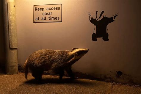 Wildlife Photographer Of The Year Names Captivating Badger Shot As Top