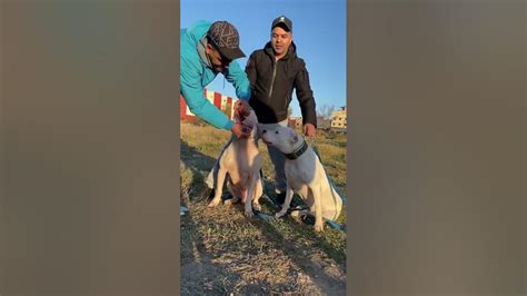 دوج أرجنتين دو بنية عضلية قوية 💪 Dog كلاب Pitbull Malinois