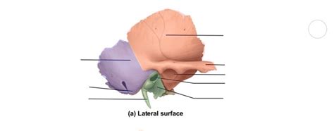 Lateral Temporal Bone Diagram Quizlet Lateral Temporal Bone Diagram Quizlet