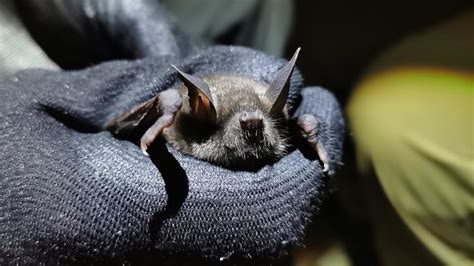 Bat Monitoring Success In Pureora Forest Mirage News