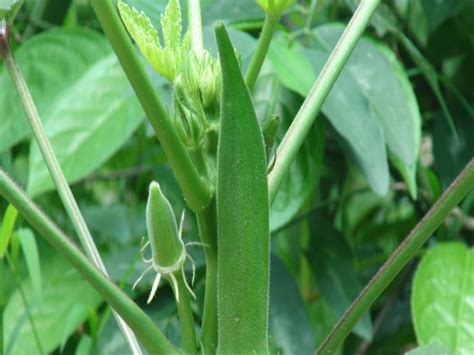 Lady Finger Benefits Bhendi Ra Labha Add The Bhindi Benefit To Your