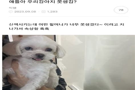 얘들아 우리 강아지 못생김 네이트뷰