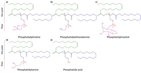 Phosphatidylcholine Chemical Structure