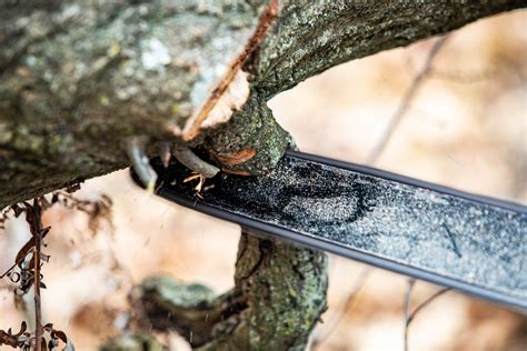 Who Is Responsible For Cutting Overhanging Tree Branches Itc