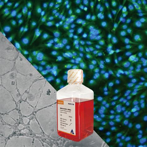 武汉三鹰（proteintech） 泛思生物