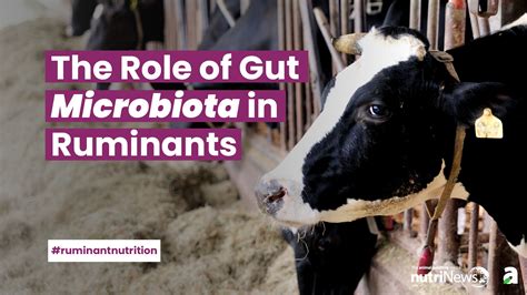 Nutrinews 🐄 The Role Of Gut Microbiota In Ruminants Digestive Health And Metabolism The