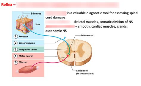 Patellar Reflex Diagram Quizlet