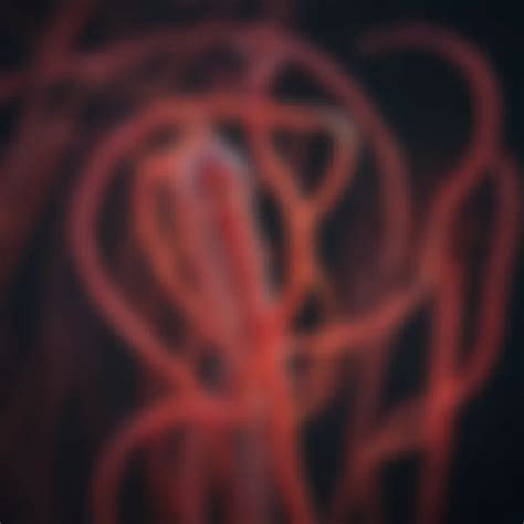 Fluorescence Microscopy Of C Elegans