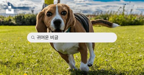 귀여운 비글 사진 Unsplash에서 무료 이미지 다운로드