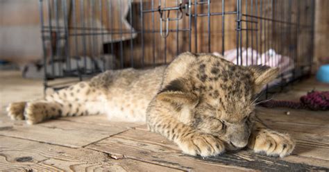 След като лъв нападна жена и деца Пакистанските власти иззеха 18 хищника гледани като домашни
