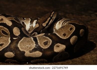 Ball Pythons Python Regius Species Python Stock Photo Shutterstock