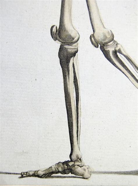 Skeleton Leg Drawing