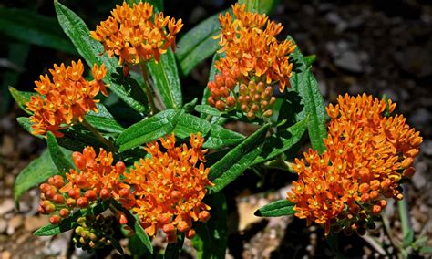 Types Of Butterfly Milkweed