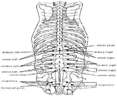 Figure 1 From Comparison Of Success Rate Of Estrus And Pregnancy Between Laser Puncture And