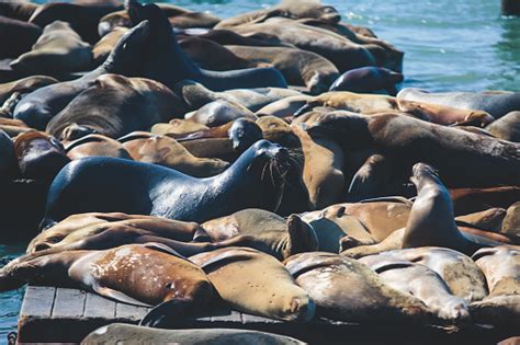 피셔맨즈 워프의 샌 프란 시스 코 베이 캘리포니아 미국에 나무 플랫폼에서 물개 바다 사자와 함께 피어 39의 보기 0명에 대한 스톡 사진 및 기타 이미지 Istock