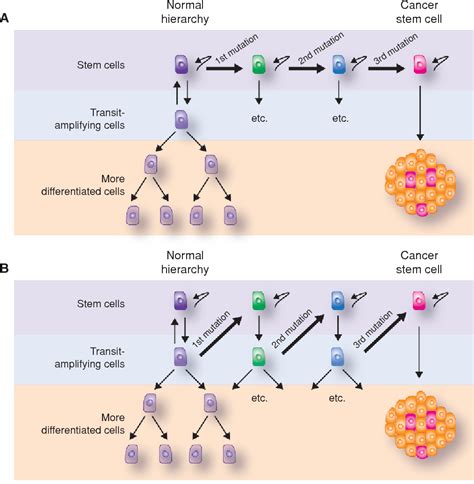 Tumorigenesis Aberrant Expression And Regulatory Network Of Splicing
