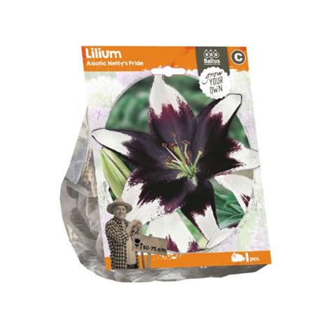 Lilium Asiatic Nettys Pride X 1 Bulb Sherries Estates