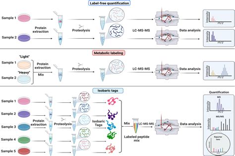 Figure 3 From Comprehensive Overview Of Bottom Up Proteomics Using Mass Spectrometry Semantic
