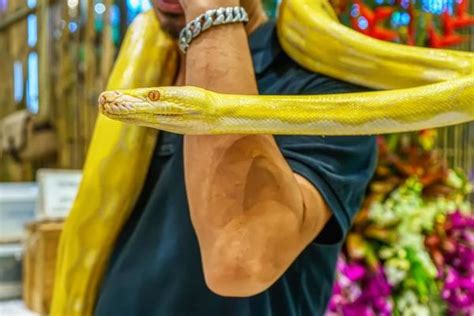Albino Burmese Python Stock Photos Images And Backgrounds For Free Download