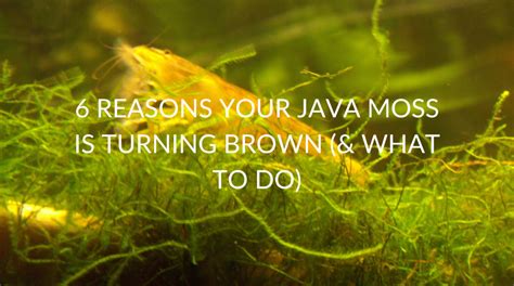 Is Java Moss Edible At Eve Collie Blog