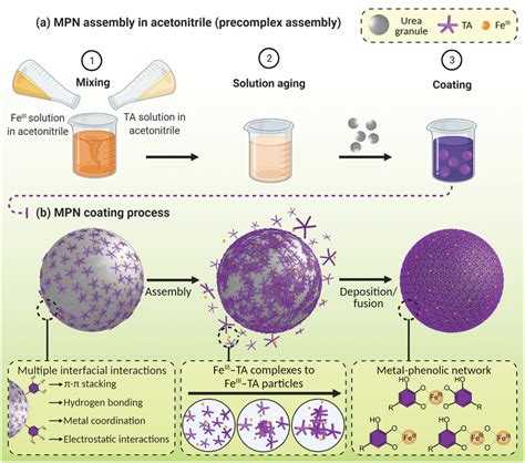 Schematic Illustration Of The Mpn Assembly Protocol Used To Coat Urea