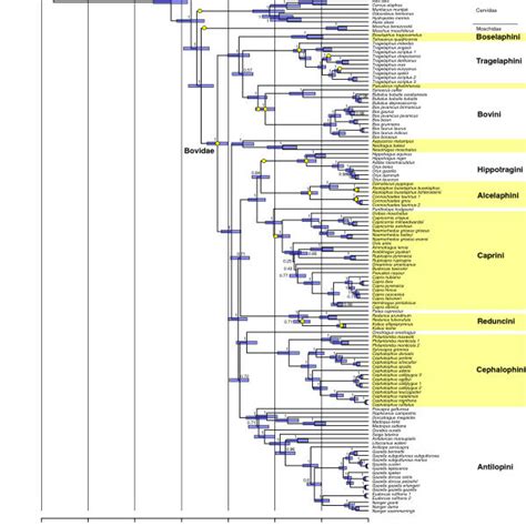 Tree Resulting From Bayesian Analysis Of The Full Mitochondrial Genome