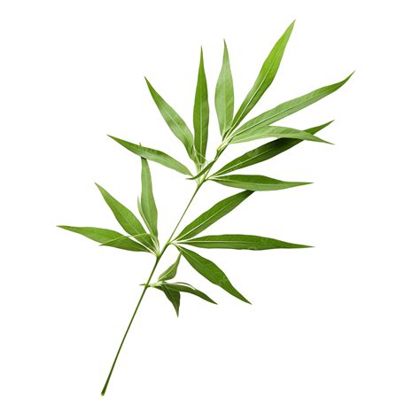 대나무 잎 Png 파일 여름 무늬 식물의 Png 일러스트 및 이미지 에 대한 무료 다운로드 Pngtree