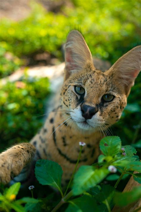 Sponsor Cheech Chong China Serval Cats Redland Conservation Center