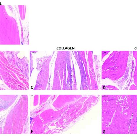 Histological Samples Of Balb C Mice A Native Structure Of A Male Download Scientific Diagram