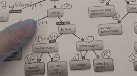 Microbiology Biochemical Test Flow Chart A Visual Reference Of Charts Chart Master