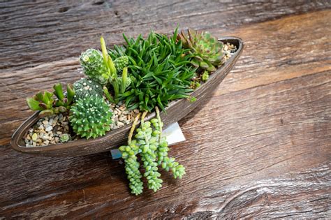 미니어처 정원을 만들기위한 쟁반에 다양한 선인장과 즙이 많은 심기 0명에 대한 스톡 사진 및 기타 이미지 0명 개체 그룹 관상용 식물 Istock