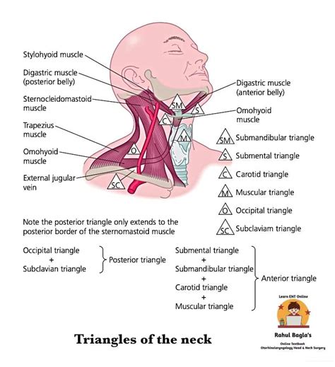 Posterior Triangle Of Neck Define At Jordan Judah Blog