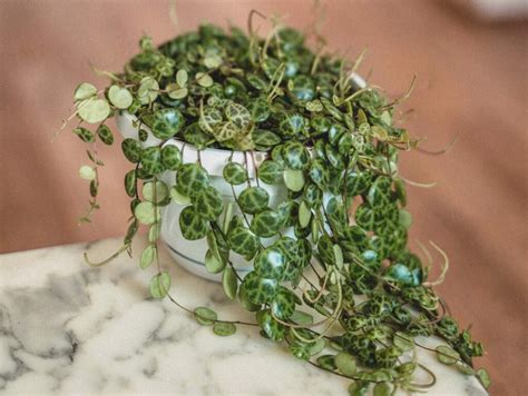 How To Grow And Care For String Of Turtles Plantly