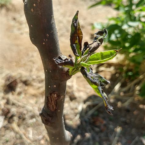 Pear Fire Blight General Fruit Growing Growing Fruit