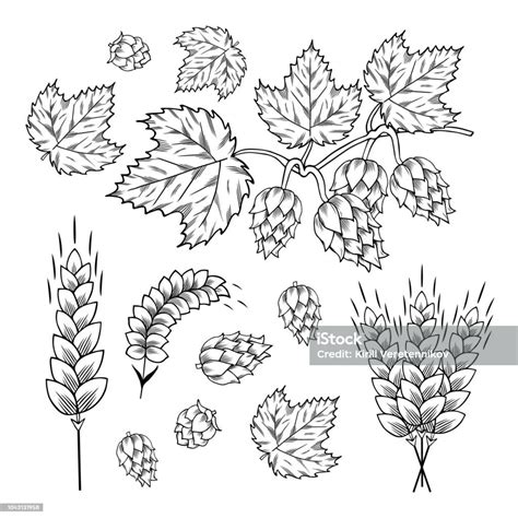 맥 아 보 리 밀 귀와 홉 분기 스케치에 잎을 가진 식물 조각 스타일입니다 맥주 재료입니다 벡터는 일러스트 레이 션 고립 홉에 대한 스톡 벡터 아트 및 기타 이미지 Istock