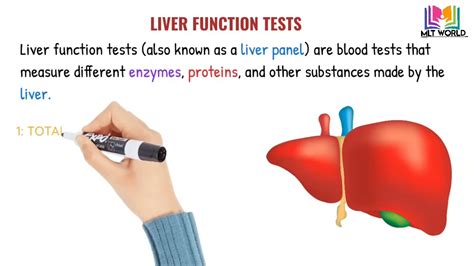 What Is A Hepatic Function Panel And What Does It Measure 42 OFF