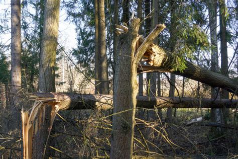 Broken Trees」の写真素材 698件の無料イラスト画像 Adobe Stock